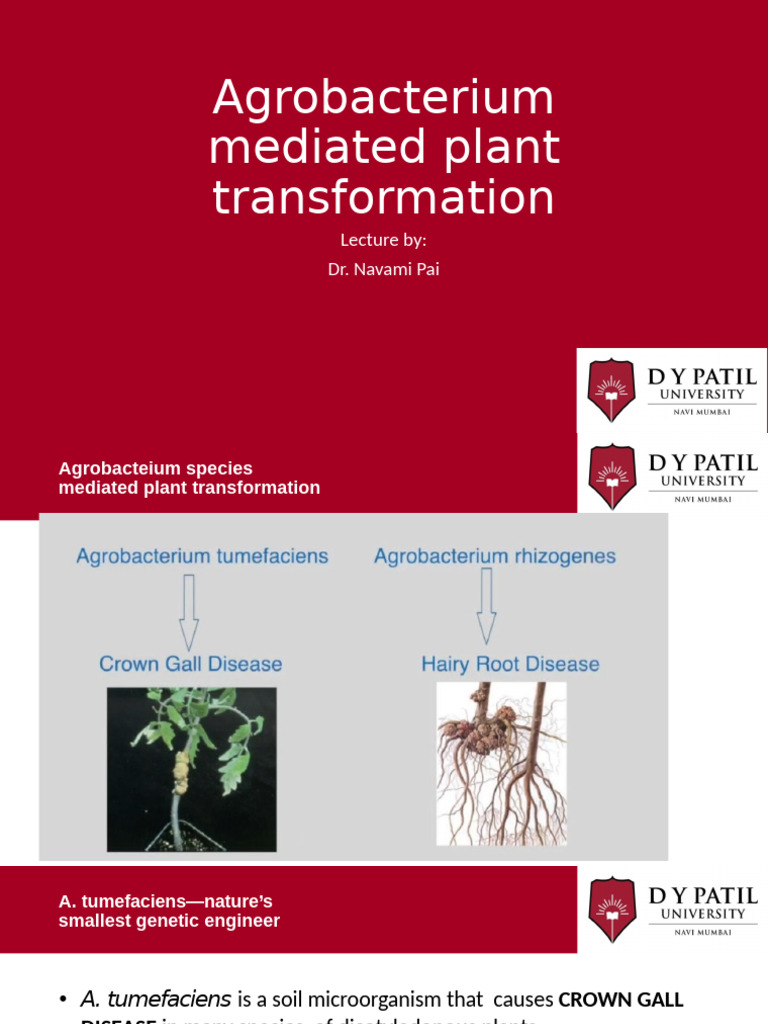 Agrobacterium Mediated Plant Transformation | PDF | Vector (Molecular ...