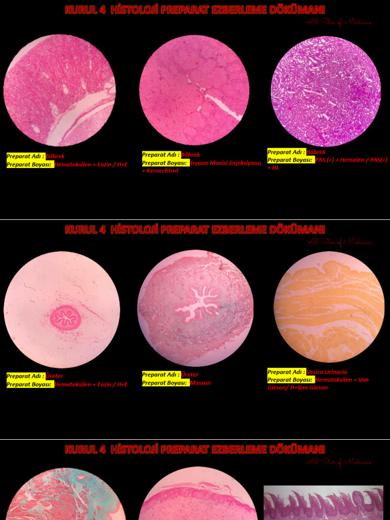 Kurul 4 Histoloji Uygulama Sınavı Preparat Ezberleme Dökümanı | PDF