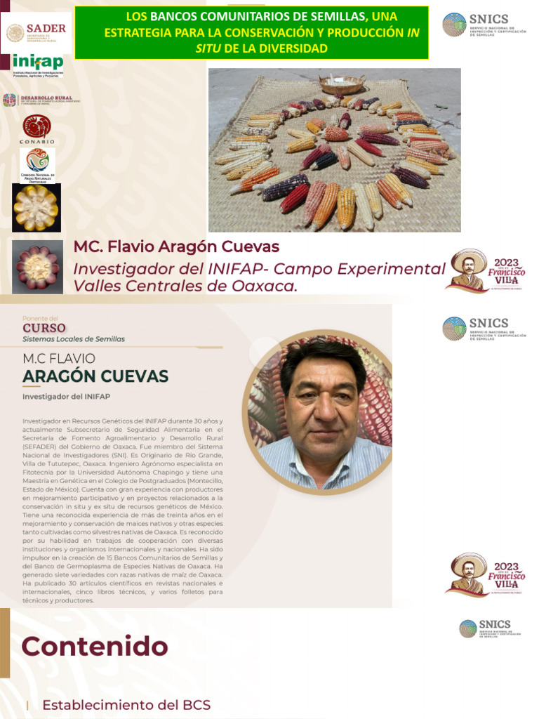 Los Bancos Comunitarios de Semillas M.C. Flavio Arag N Cuevas | PDF | Semilla | Maíz