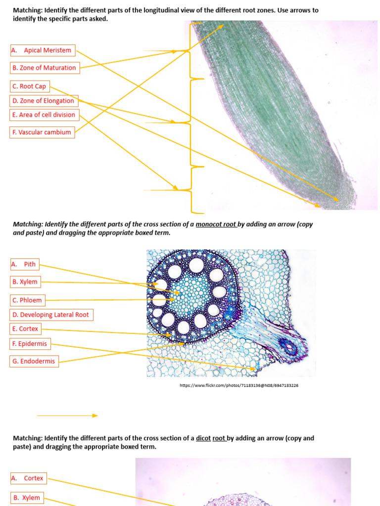 Module 7 MIcroscopy Roots | PDF