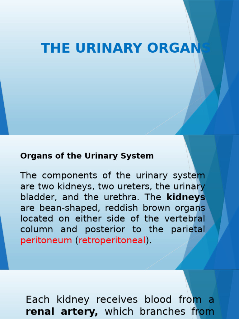Urinary System | PDF