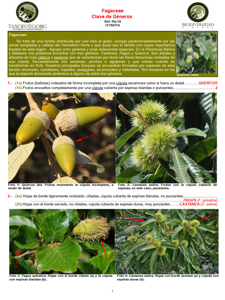 Fagaceae | PDF