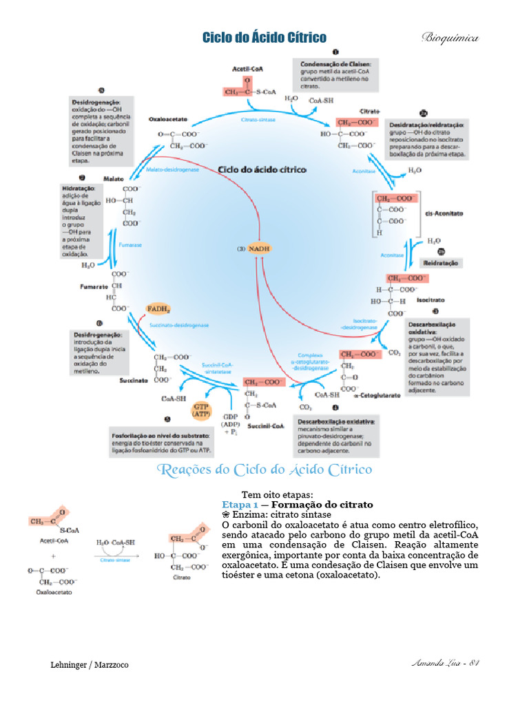 5 Ciclo de Krebs (Ã Cido CÃ Trico) 2 | PDF