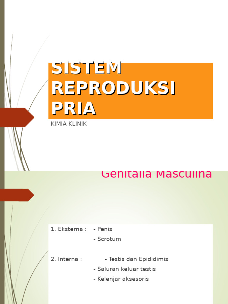 Reproduksi Pria | PDF