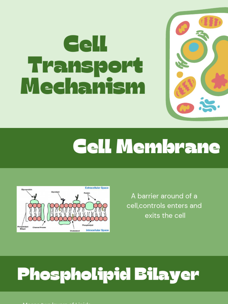 Cell Transport Mechanism (2024) IMRC, Ice - Trae | PDF Cell Transport Mechanism (2024) IMRC, Ice - Trae | PDF