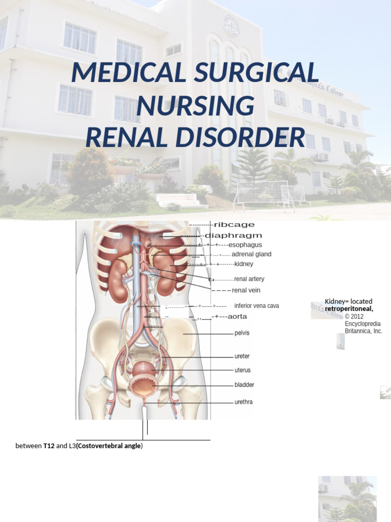 Med Surg Renal | PDF