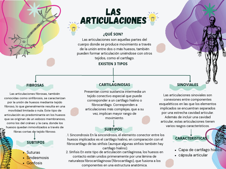 Mapa Conceptual 'Las Articulaciones - Anatomía | PDF