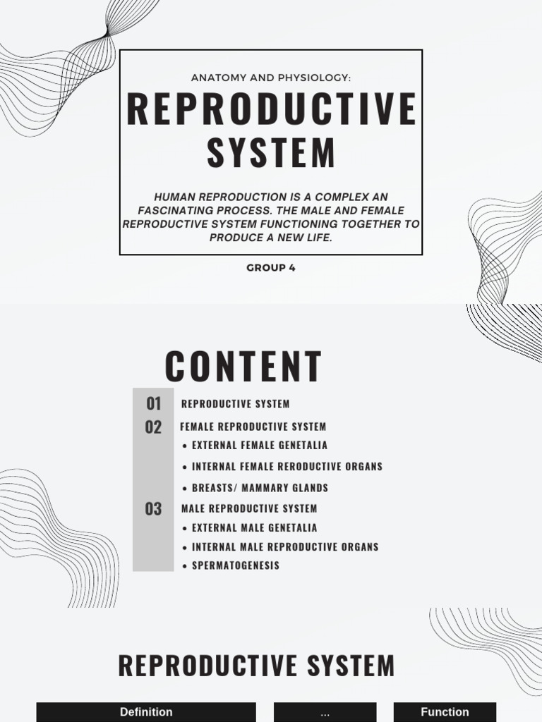 Reproductive System | PDF