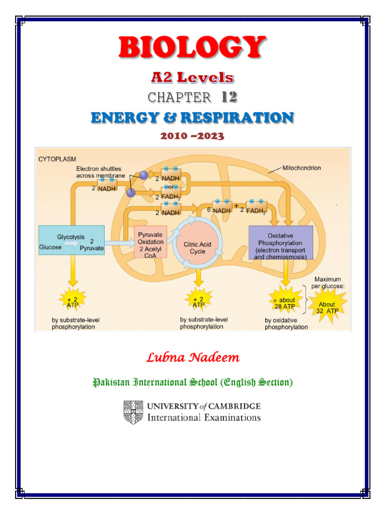 Chapter 12 ENERGY & RESPIRATION A Levels | PDF
