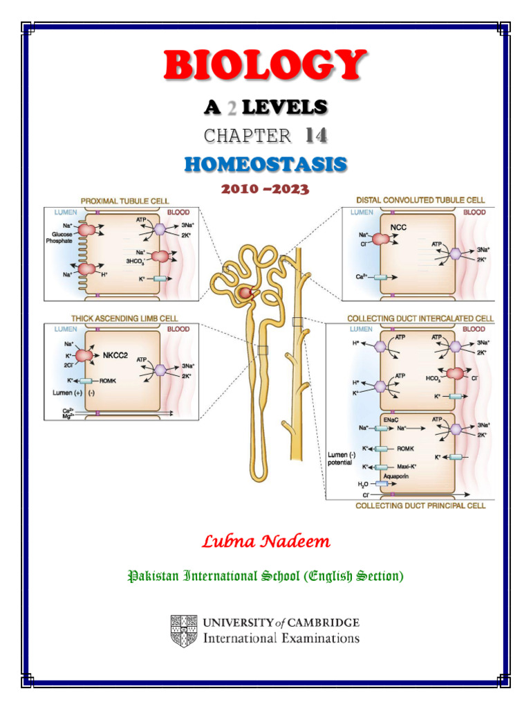 Homeostasis AS Level | PDF