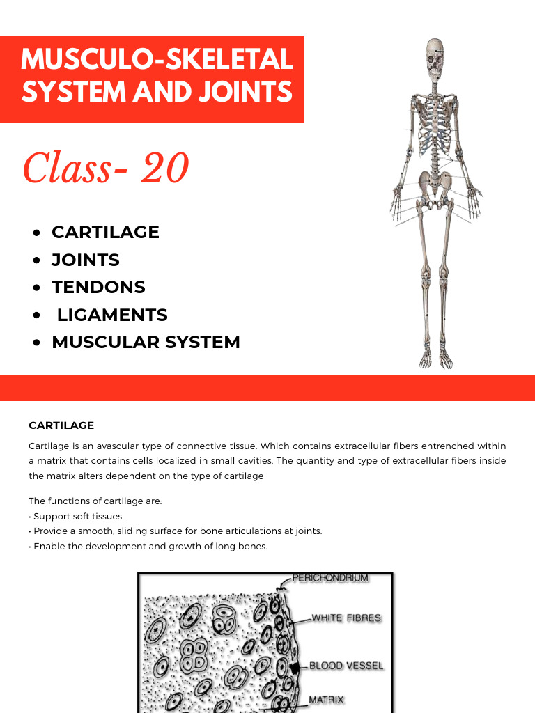 Anatomy Class | PDF