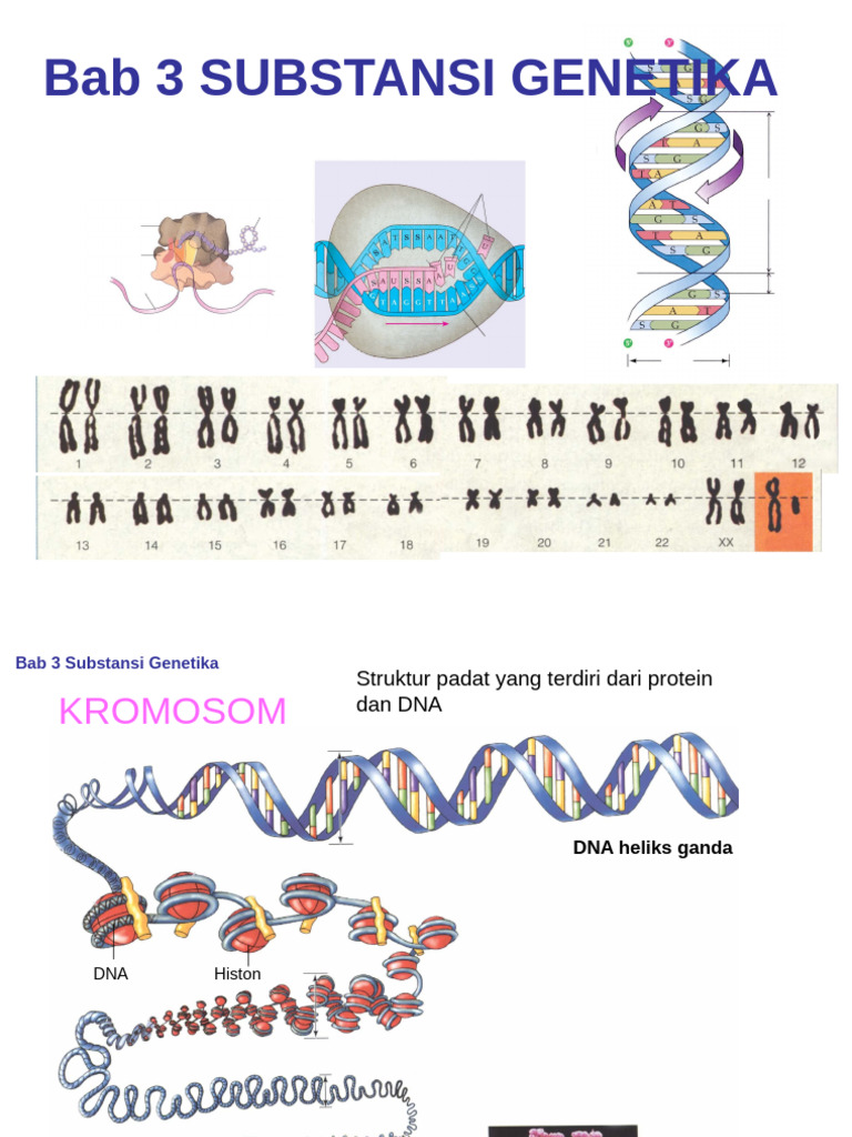 Substansi Genetika | PDF