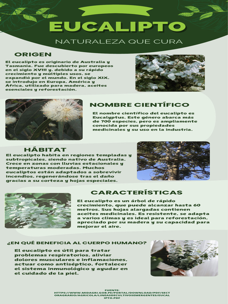 Infografía Sobre El Eucalipto PDF | PDF