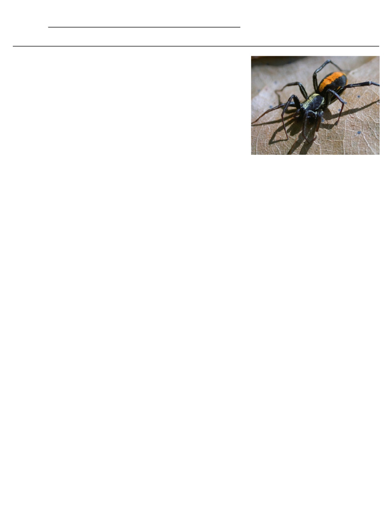 Spiders vs. Insects Text | PDF