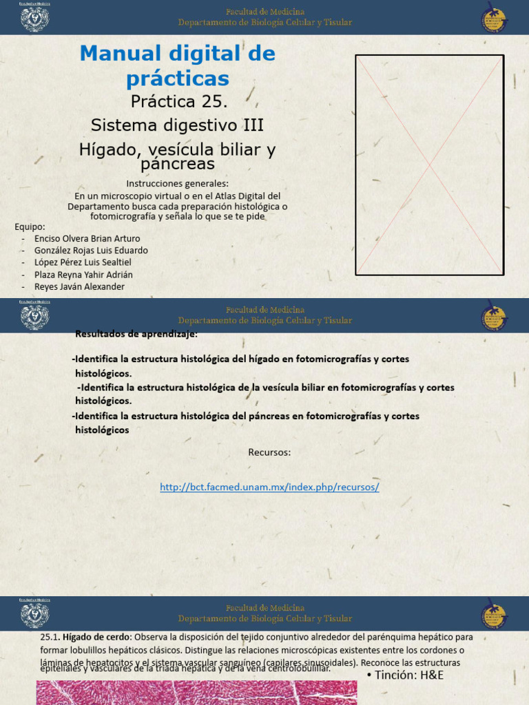 Practica 25. Sistema Digestivo III | PDF