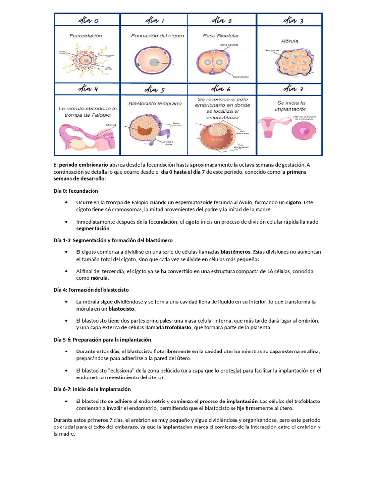 El Periodo Embrionario Abarca Desde La Fecundación Hasta ...