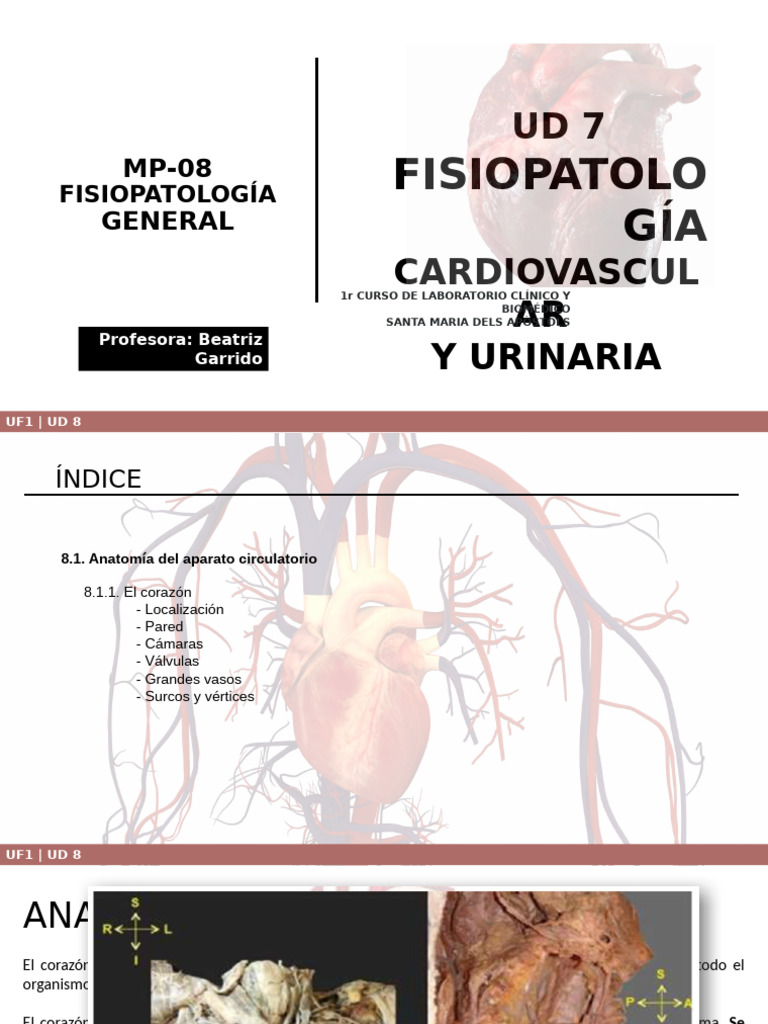 UD8 Anatomía Vascular BGC | PDF
