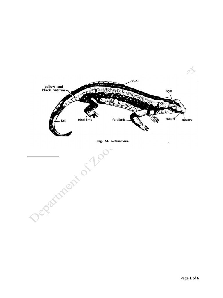 Class Amphibia | PDF