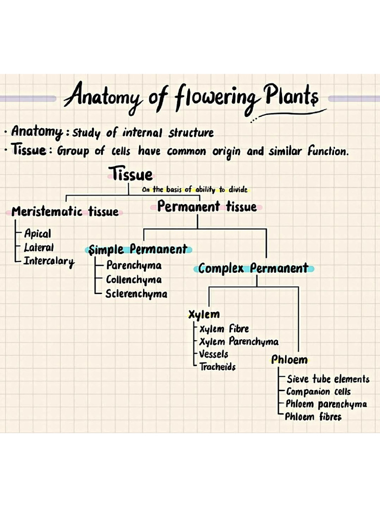 Anatomy of Flowering Plants Notes | PDF
