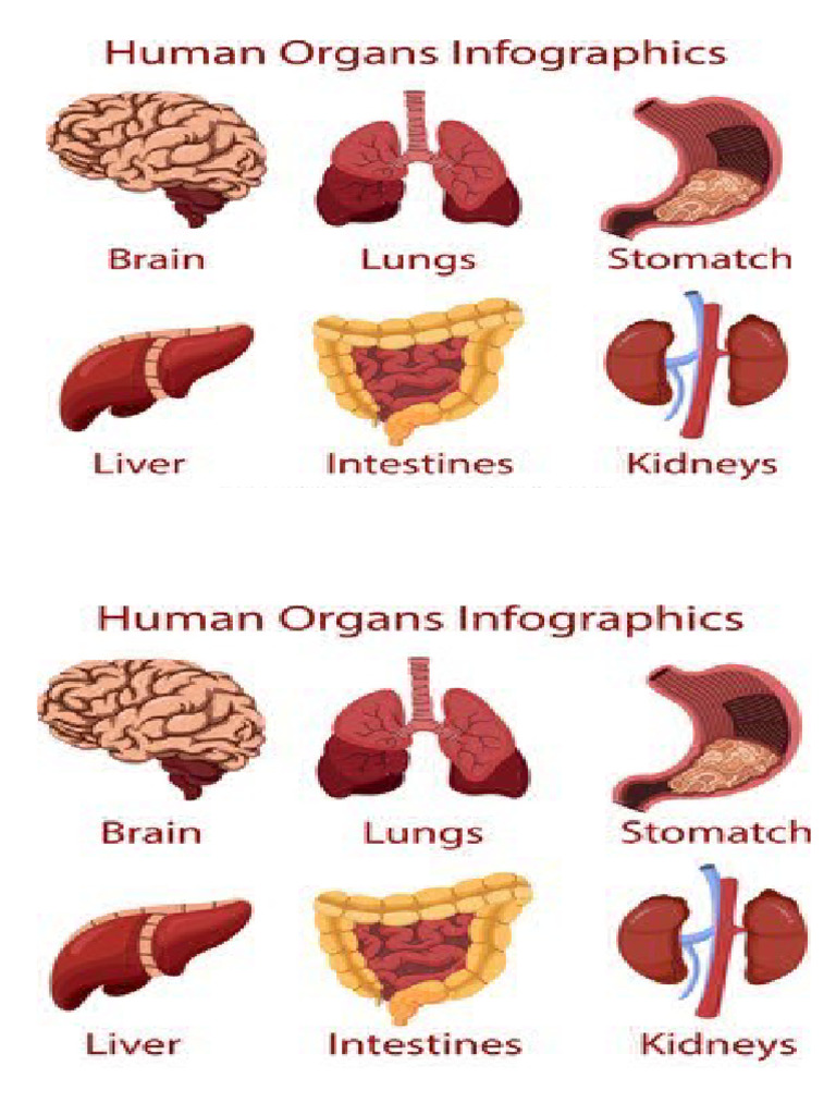 Body Organs Set | PDF