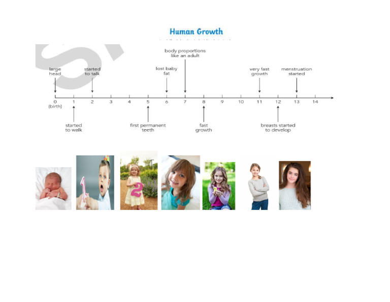 My Timeline-Activity | PDF
