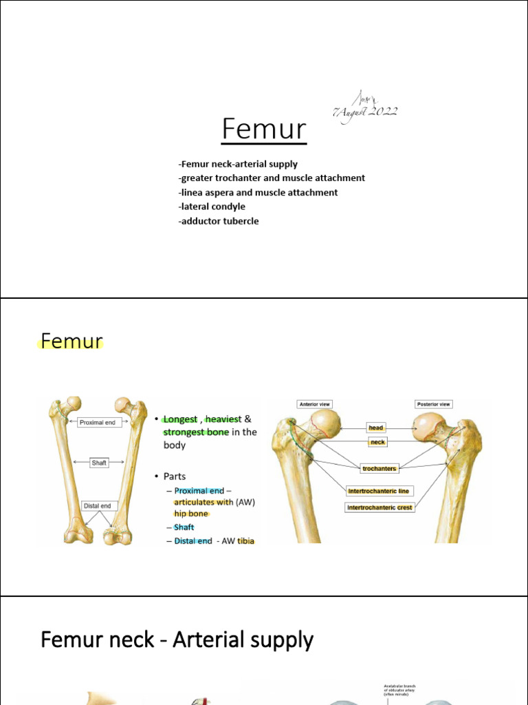 Anatomy Block 4 | PDF