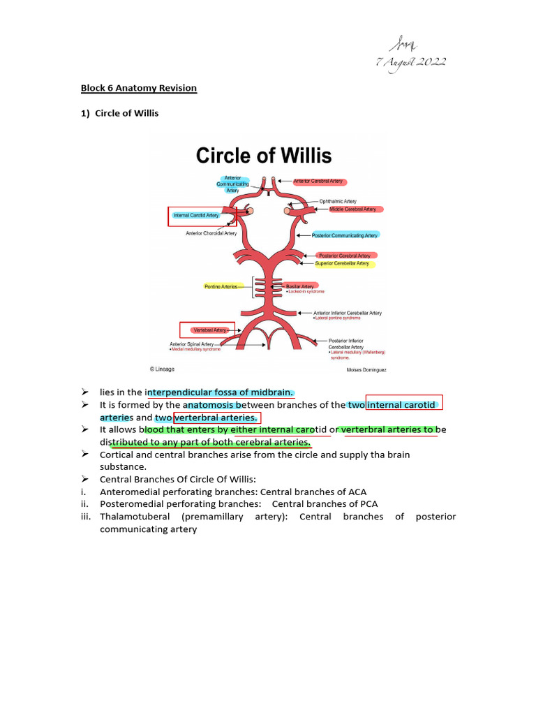 Anatomy Block 6 & 7 | PDF