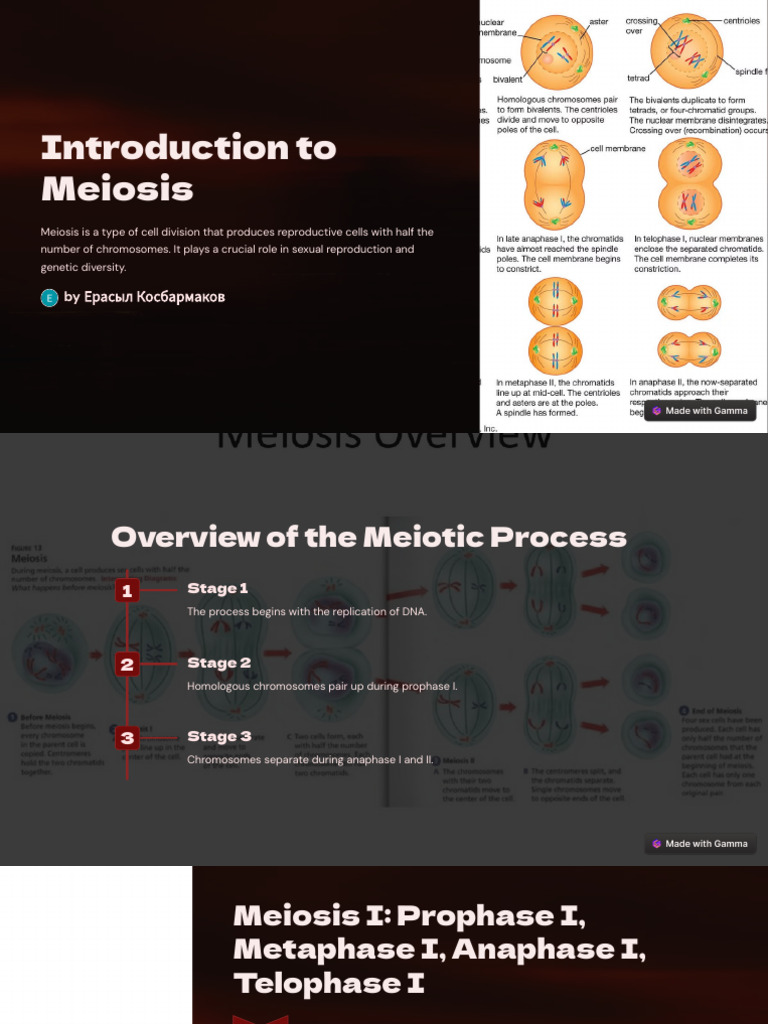 Introduction To Meiosis | PDF