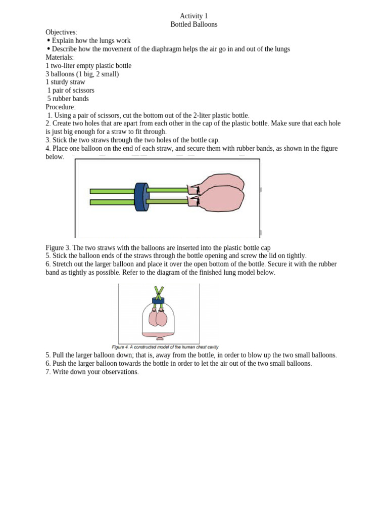 Balloon Lung Model Activity | PDF
