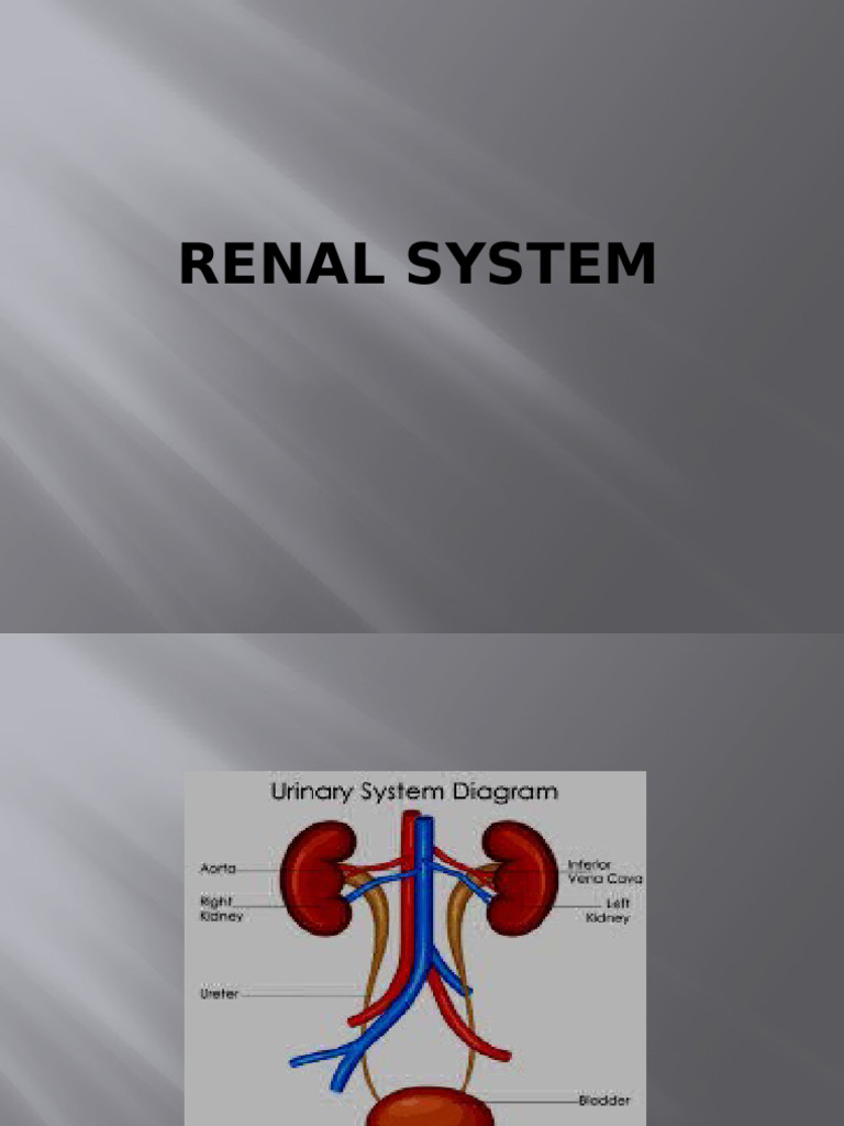 Overview of the Renal System Functions | PDF | Urinary System | Kidney
