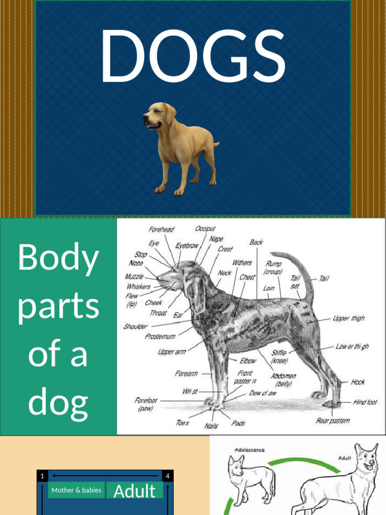 Dogs | PDF