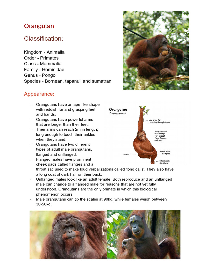 Sample Orangutan PDF | PDF