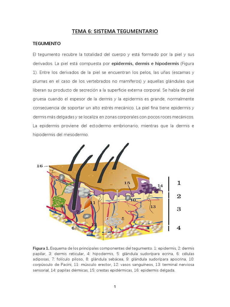 Tema 6. Sistema Tegumentario | PDF