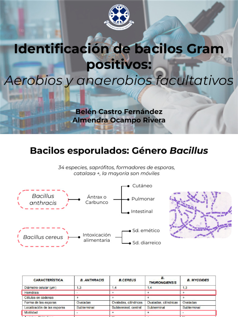 Identificación de Bacilos Gram Positivos | PDF | Bacilo | Las bacterias
