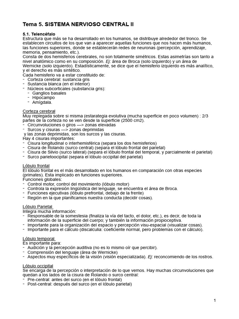 Bio T5 - SNC II | PDF | Brain | Cerebrum