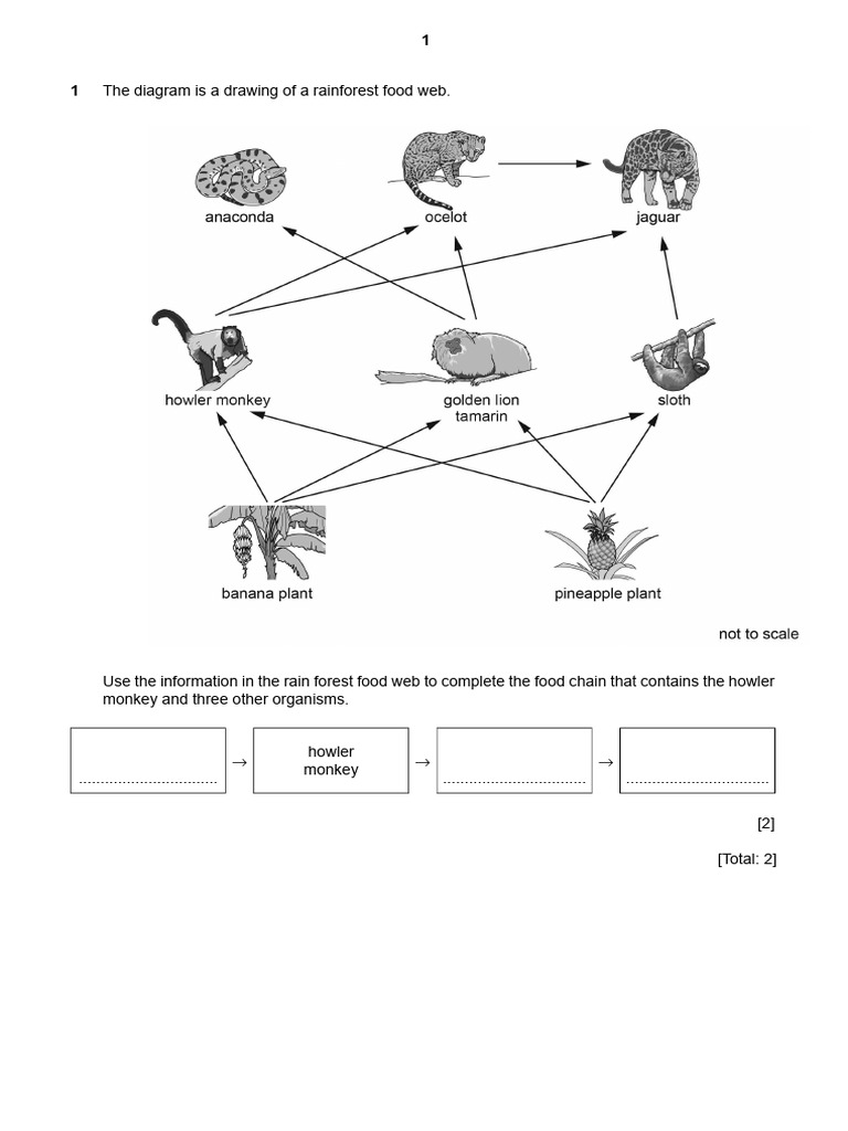 Food Chain QP | PDF | Food Web | Teaching Methods & Materials