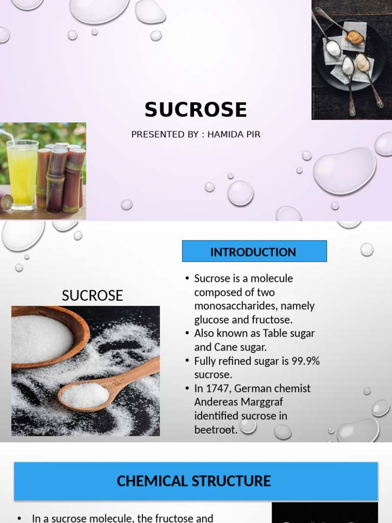 My First Presentation 2024 | PDF