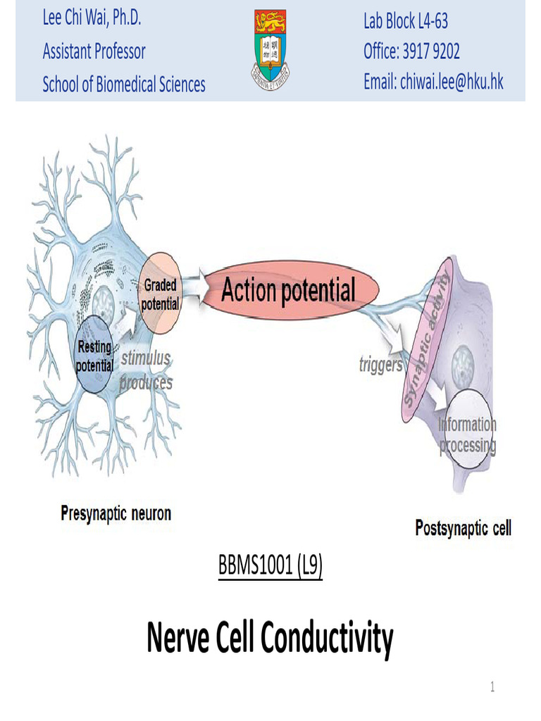 Nerve Cell Conductivity PDF | PDF