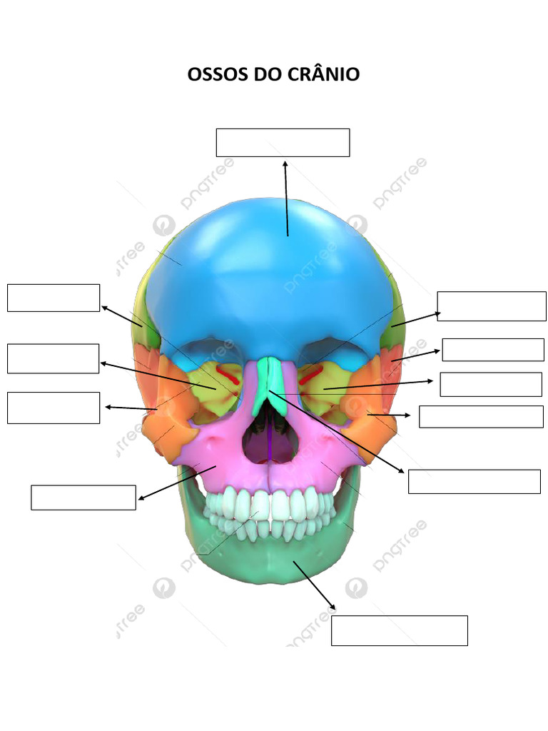 Ossos Do Crânio | PDF