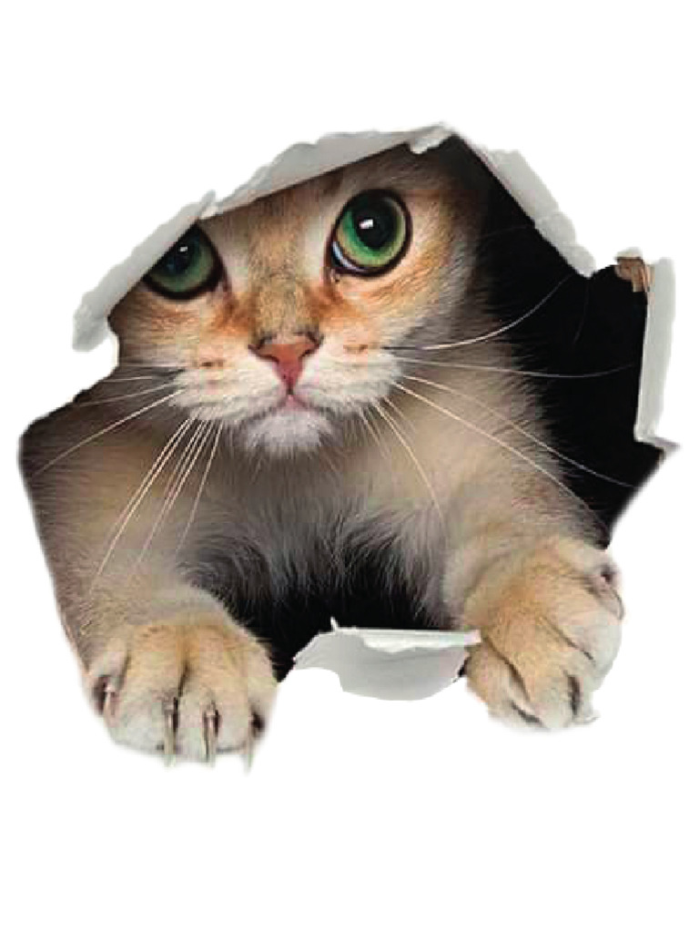 Gato | PDF