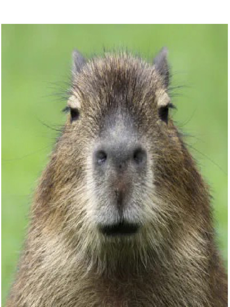 Capybara | PDF
