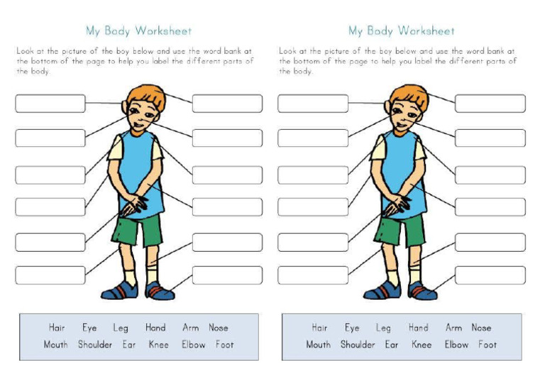 Work Sheet My Body | PDF