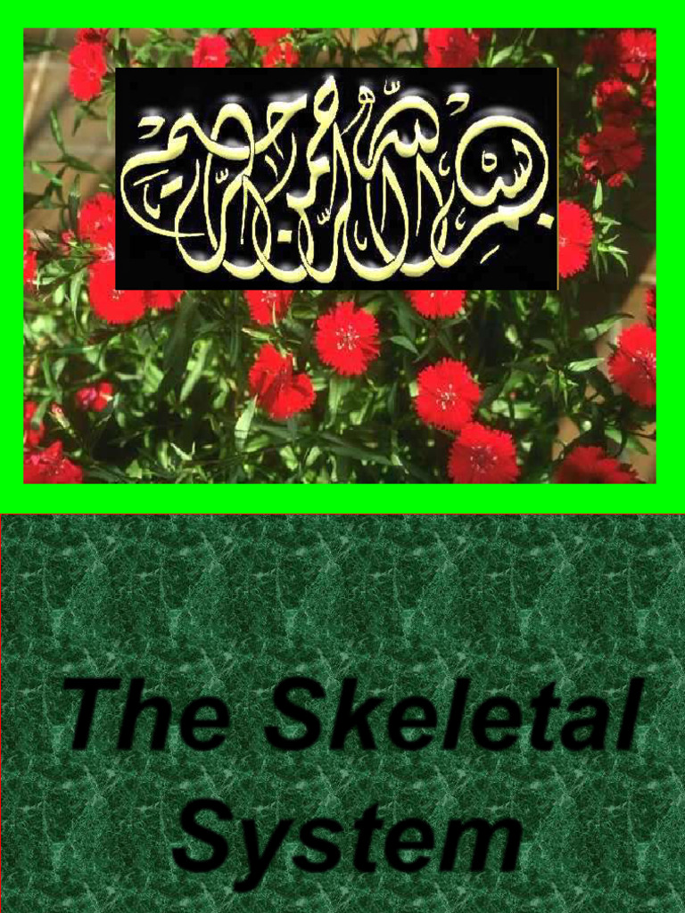 Human Skeleton | PDF