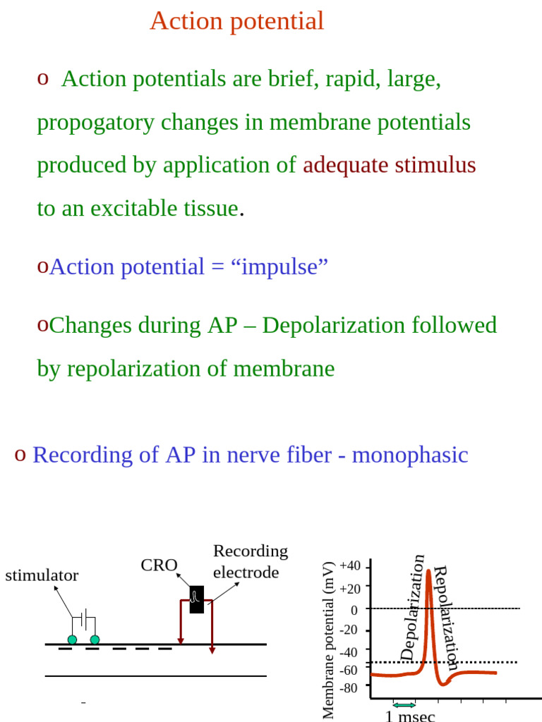 Action Potential | PDF