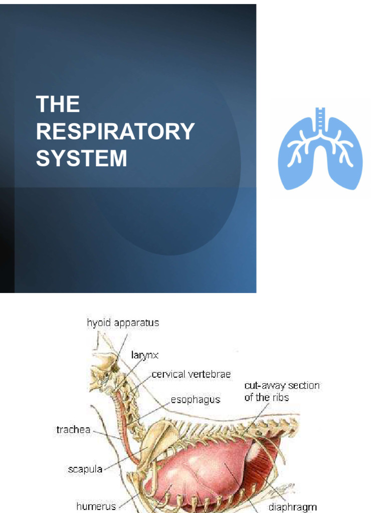 19 The Respiratory Apparatus | PDF