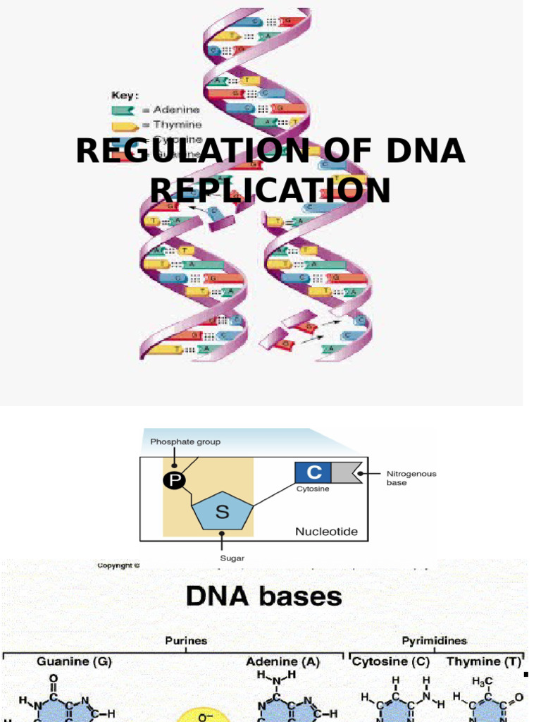 Regulation of Dna Replication | PDF