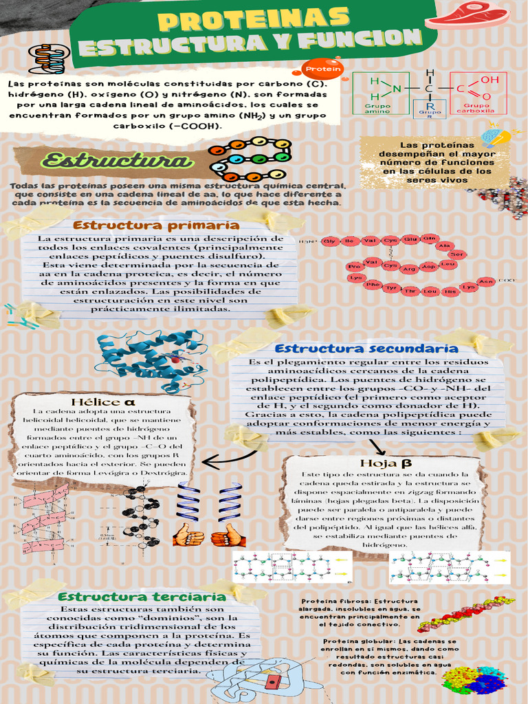 Proteínas. Estructura y Función | PDF | Estructura proteica | Proteínas