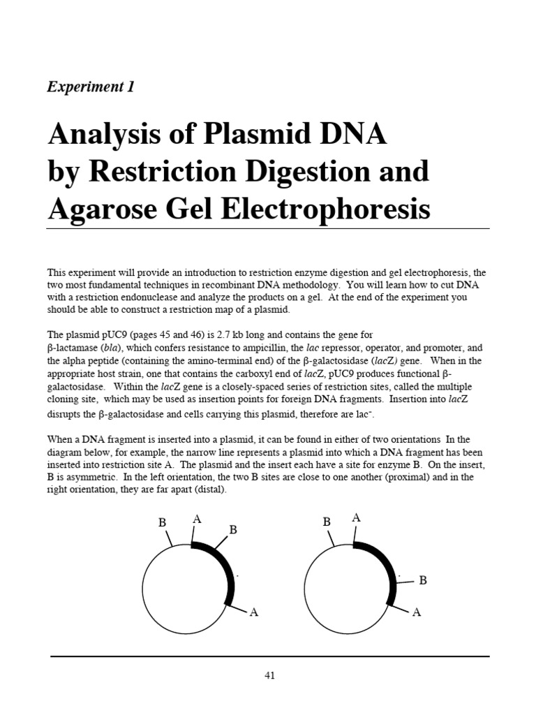 17 Analysis of Plasmid DNA | PDF