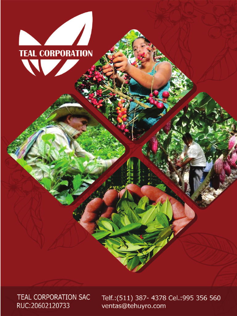 Catalogo TCafe | PDF