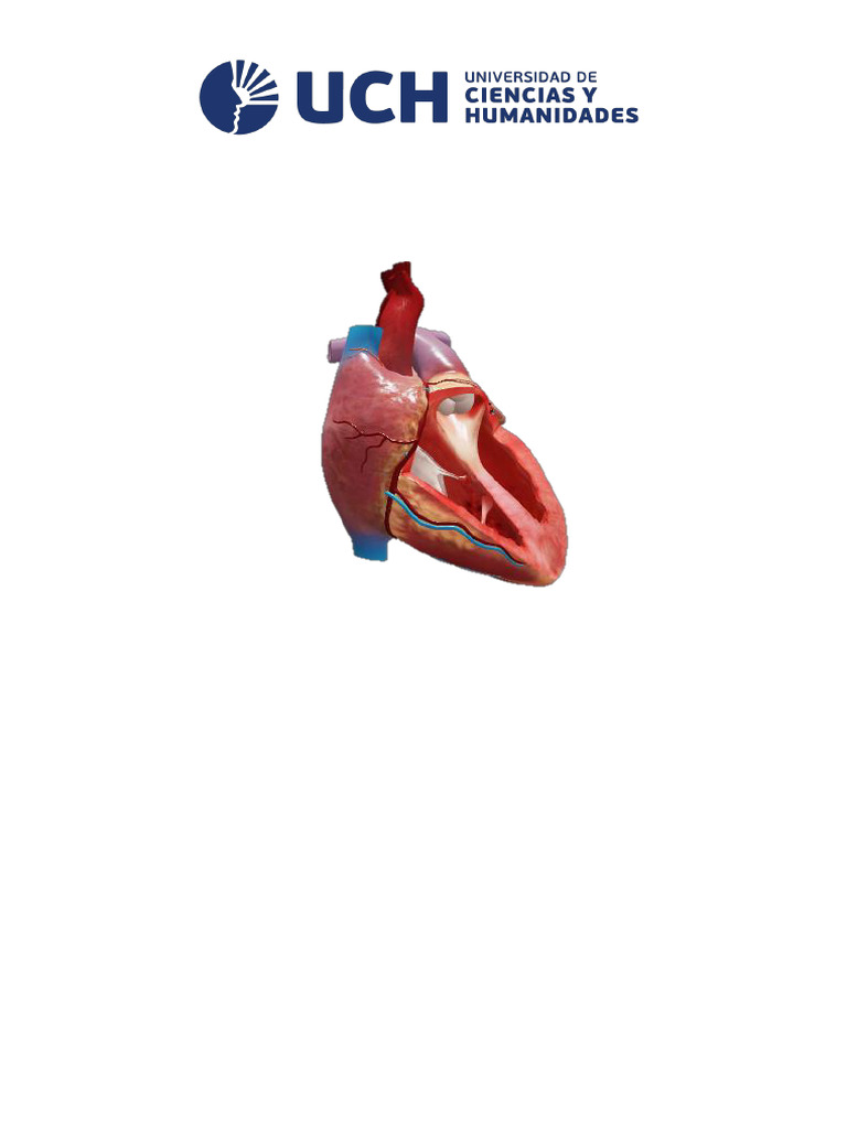 Guía Lab. Anatomía Humana II Ciclo - 2024 - 2 | PDF